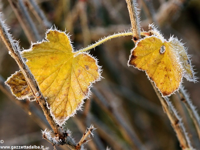 Coldiretti: la brina danneggia i vigneti e l’ortofrutta del Piemonte