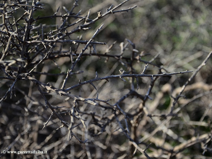 rami-secchi - Gazzetta d'Alba - Dal 1882 il settimanale di Alba, Langhe ...