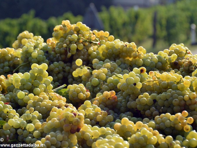 Uve: annata più lenta, qualità per il Moscato