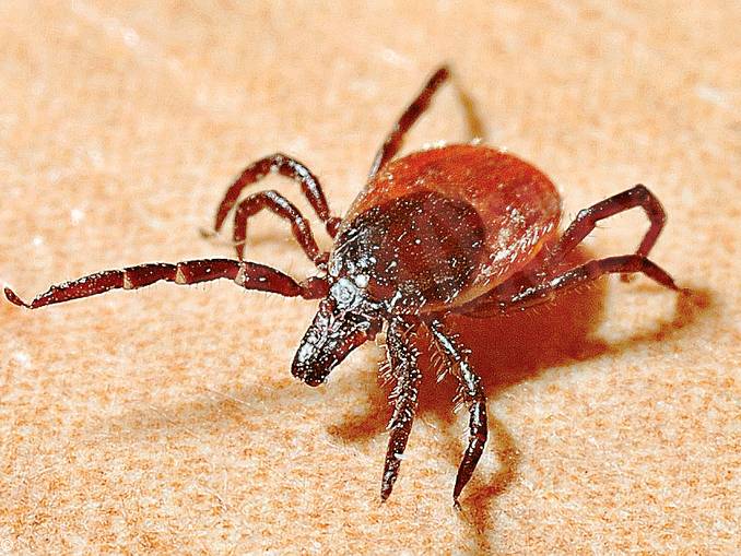 Zecche: aumentano le punture