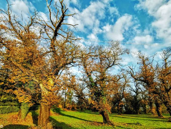 Canale ecologia salva i castagni secolari