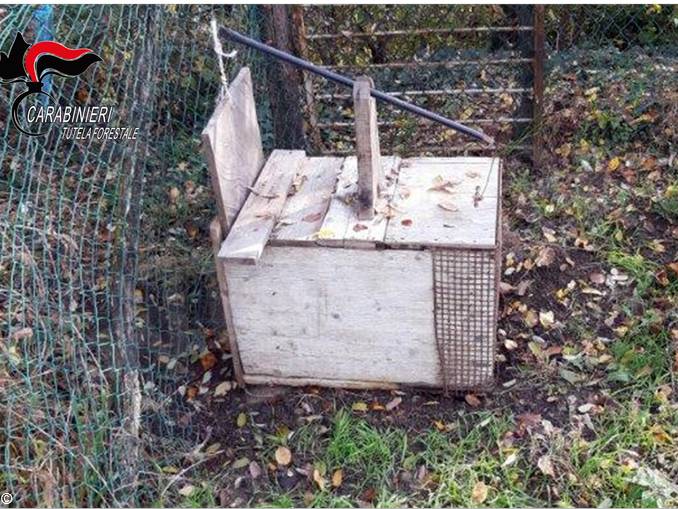 Trappole e lacci per catturare gli animali selvatici