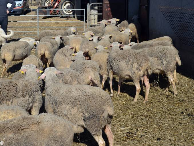 pecore niella belbo 1 - Gazzetta d'Alba - Dal 1882 il settimanale di ...