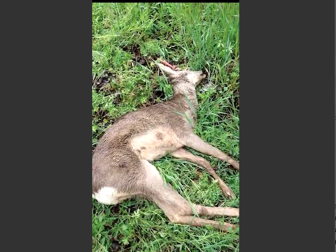 A Narzole sorprende un capriolo nel prato di casa