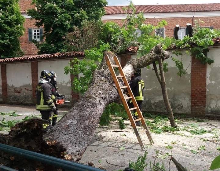 Sommariva Bosco: rimosso l'albero caduto nel viale vicino alla casa di ...