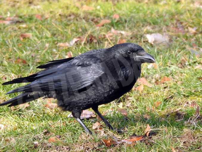 corvo - Gazzetta d'Alba - Dal 1882 il settimanale di Alba, Langhe e Roero