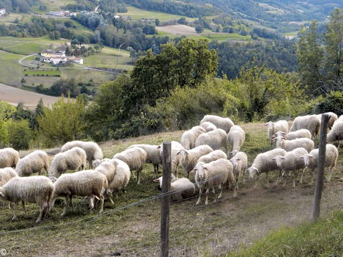 A Paroldo, nelle case in pietra del borgo, nasce l’Ecomuseo della pecora