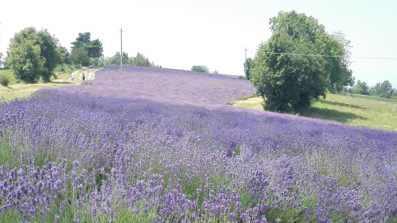 A Sale San Giovanni si apre la stagione della lavanda
