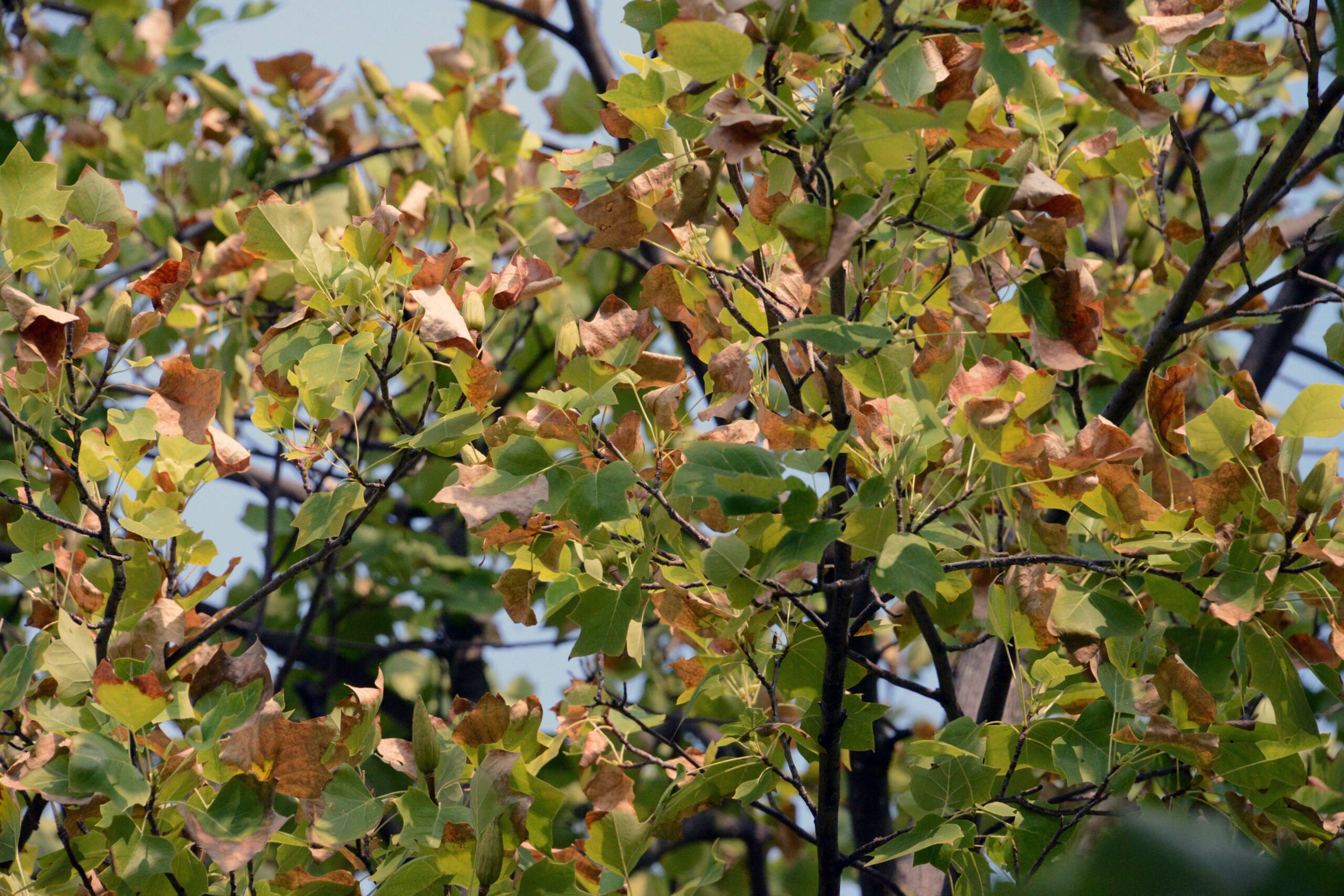 Platani - 2 - Gazzetta d'Alba - Dal 1882 il settimanale di Alba, Langhe ...