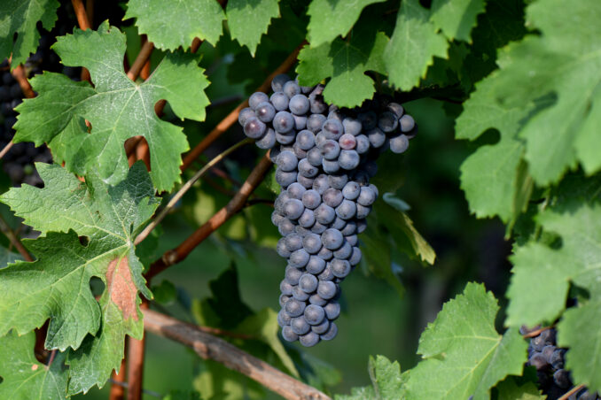 Grandi del Nebbiolo, ecco le nuove annate