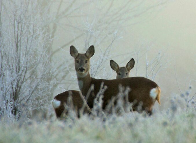 Il Sentiero dei caprioli e il Belvedere della Vigna Gustava II